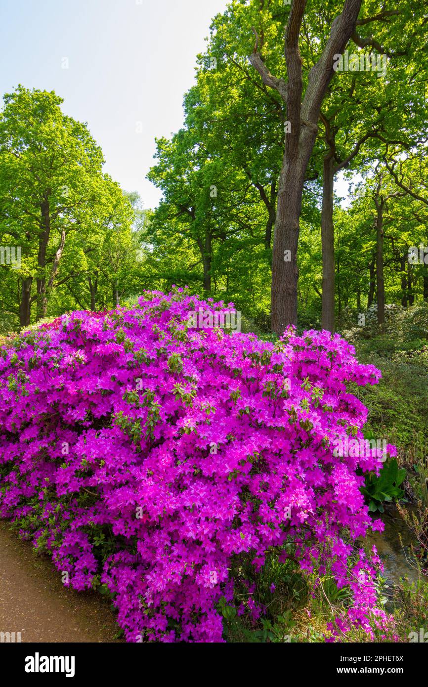 Mauve azalea, Isabella Plantation, Richmond Park, London, UK Stock ...