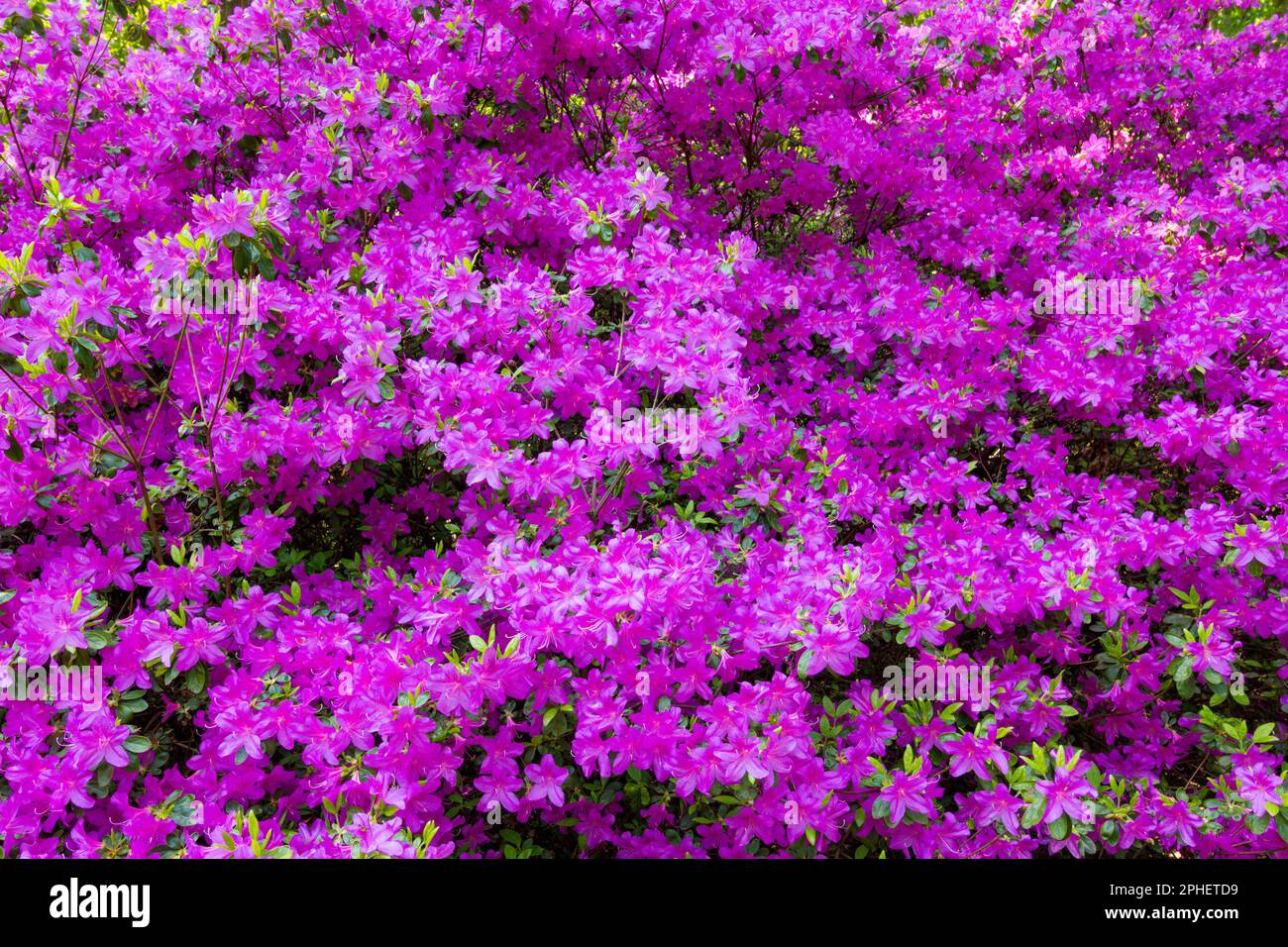 Mauve azalea, Isabella Plantation, Richmond Park, London, UK Stock ...
