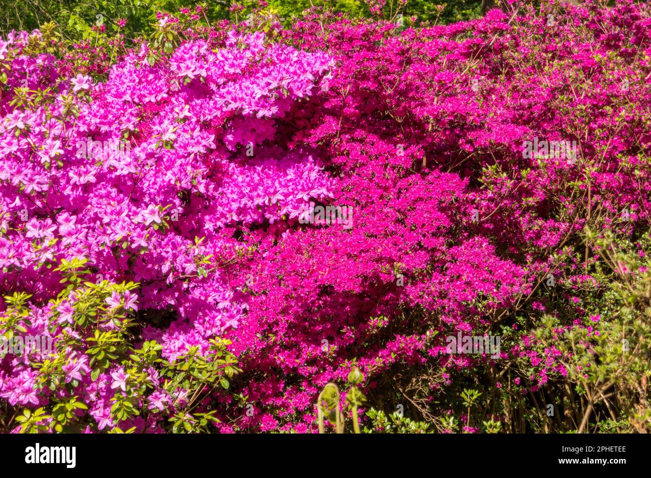 Flowering azaleas and rhododendrons in Isabella Plantation, Richmond ...