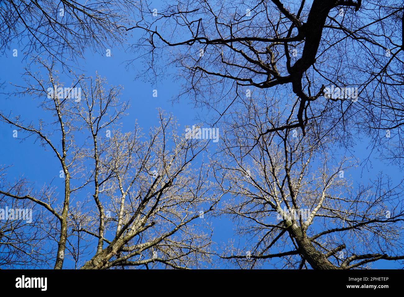 Tree crowns - view form below Stock Photo - Alamy
