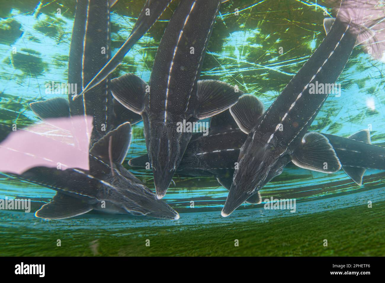 Tula region. Alexin. Sterlet and sturgeon at the 'Priokskoe' fish farm ...