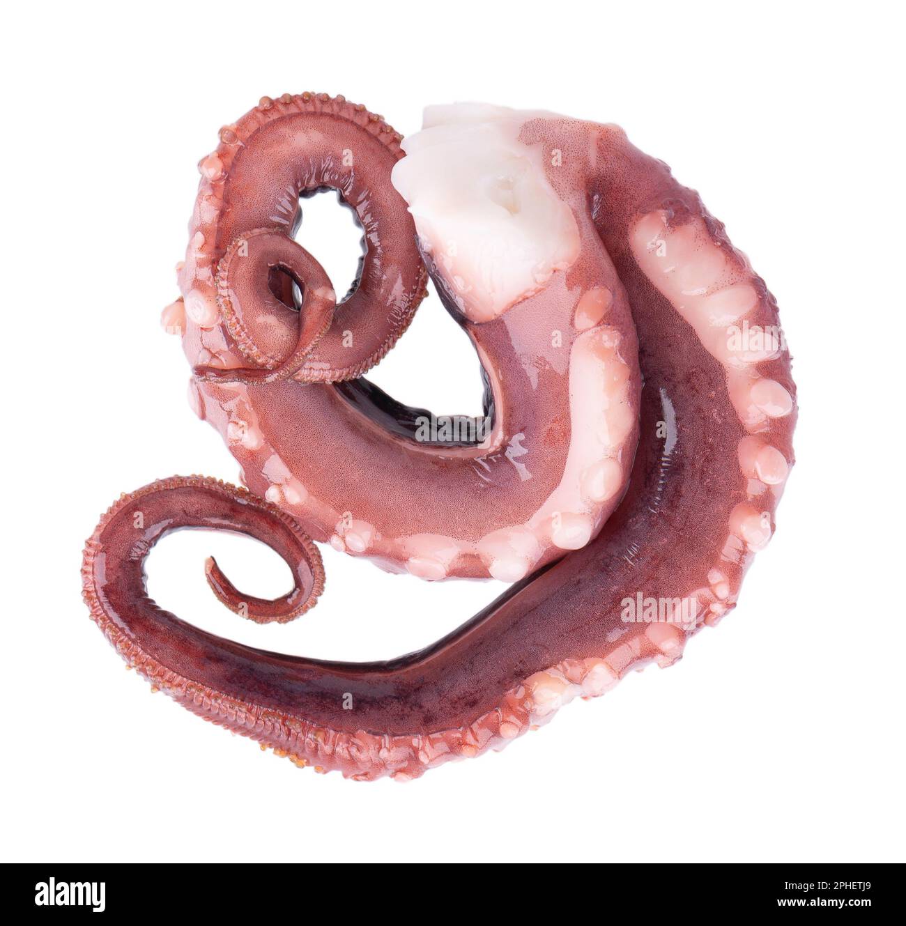 Squid tentacles isolated on white background. Fresh raw gigant squid ...