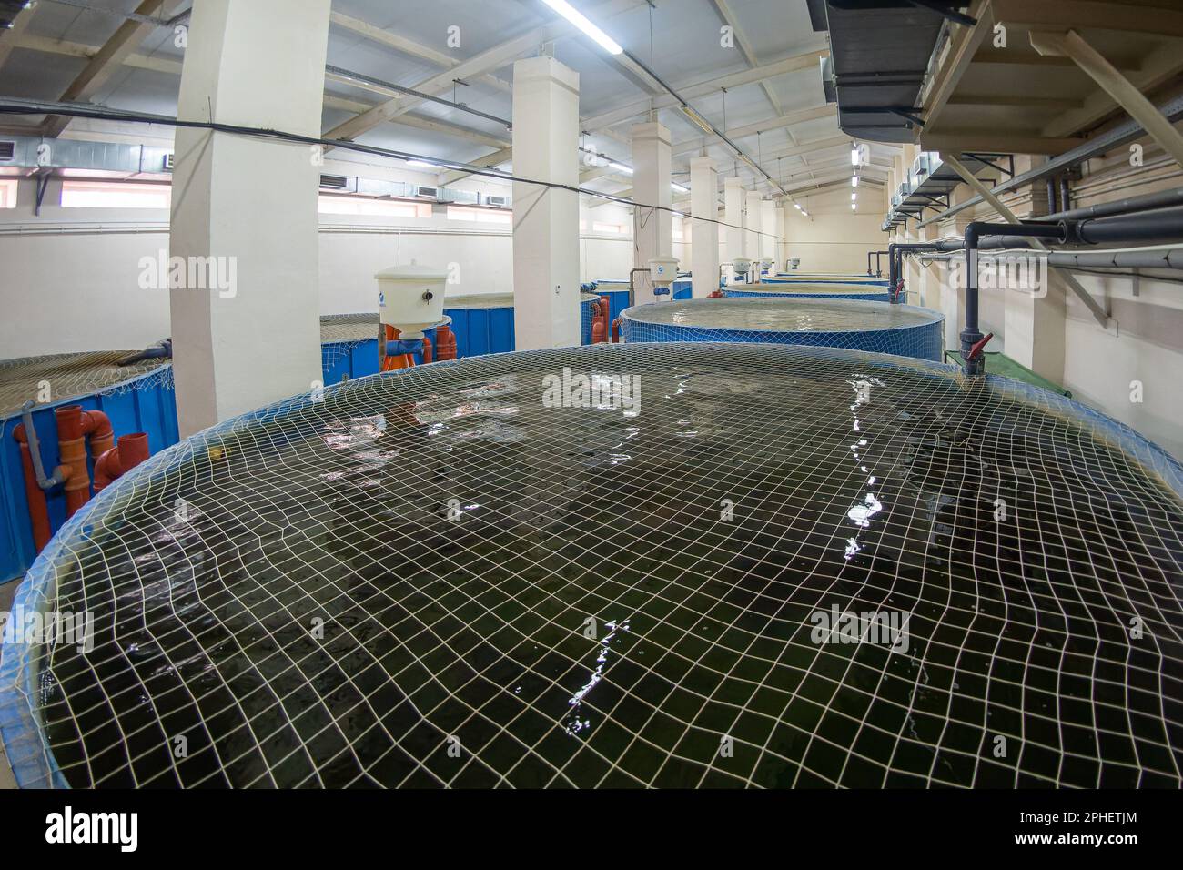 Tula region. Alexin. Pools with fish at the fish farm 'Priokskoe ...