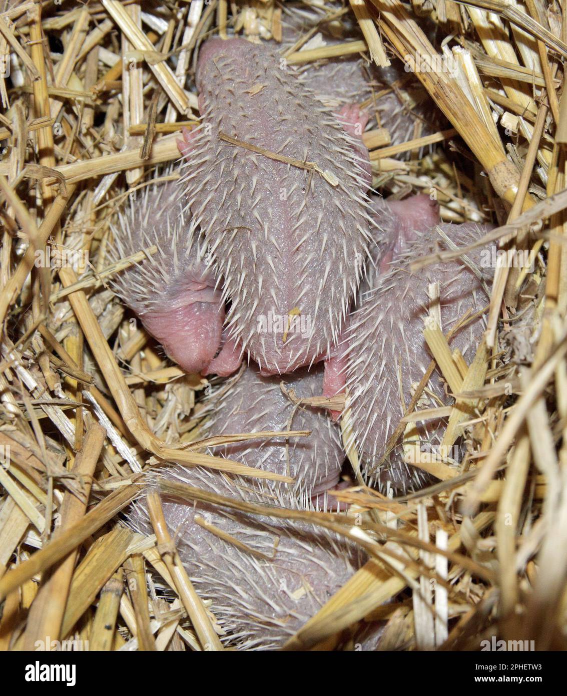 Newborn baby in hedgehog hi-res stock photography and images - Alamy