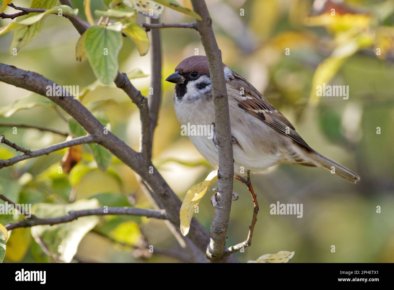 Passer montanus autumn hi-res stock photography and images - Alamy
