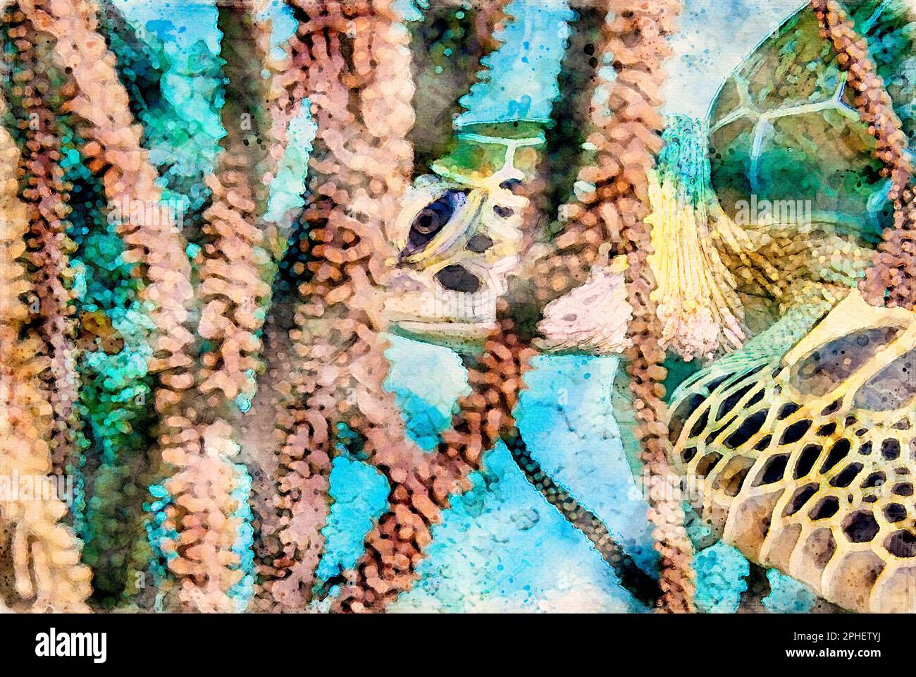 Digitally created watercolor painting of a hawksbill sea turtle ...