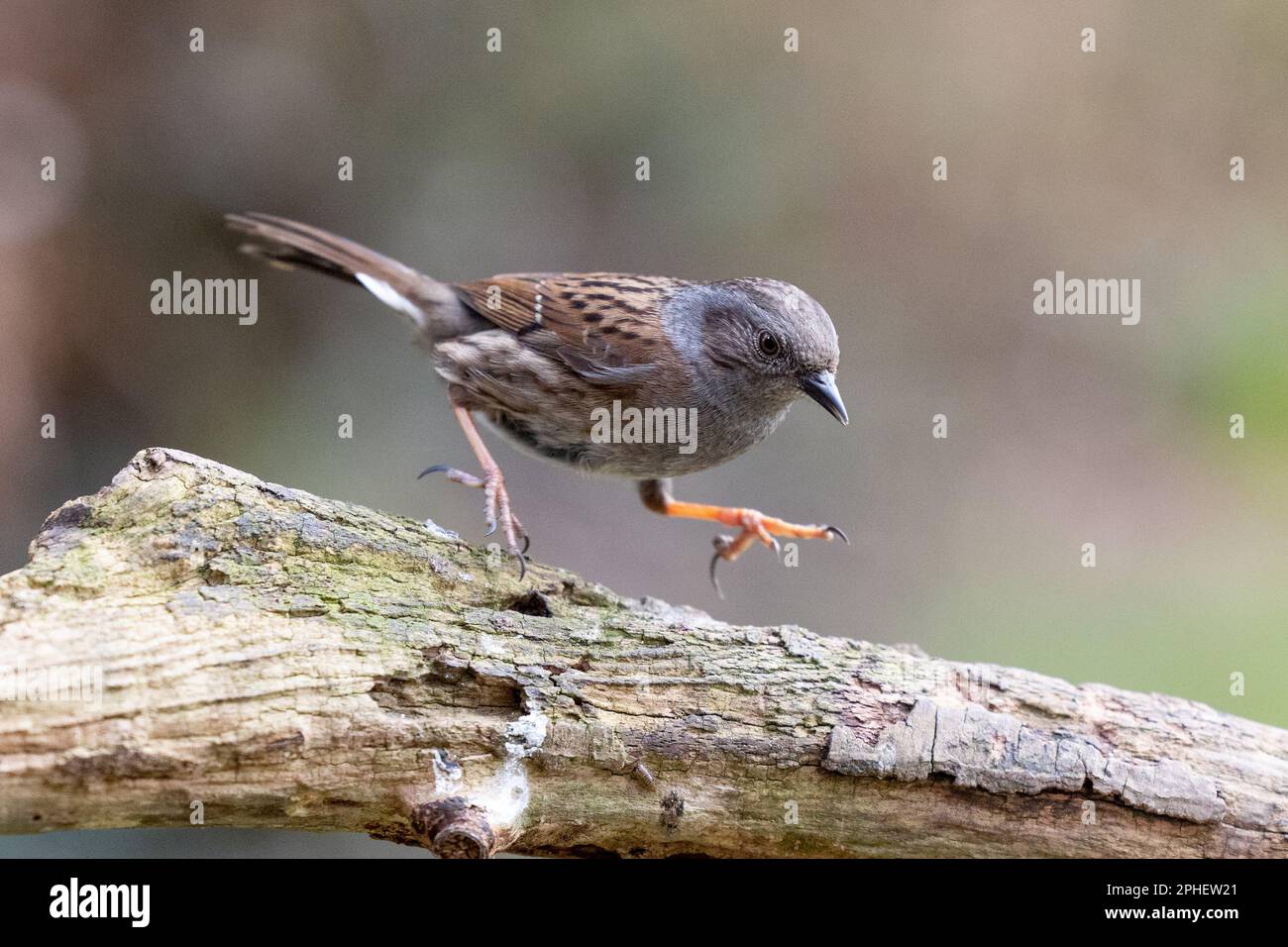 Small, brown bird, a Dunnock (Prunella modularis) - jumps into the air ...