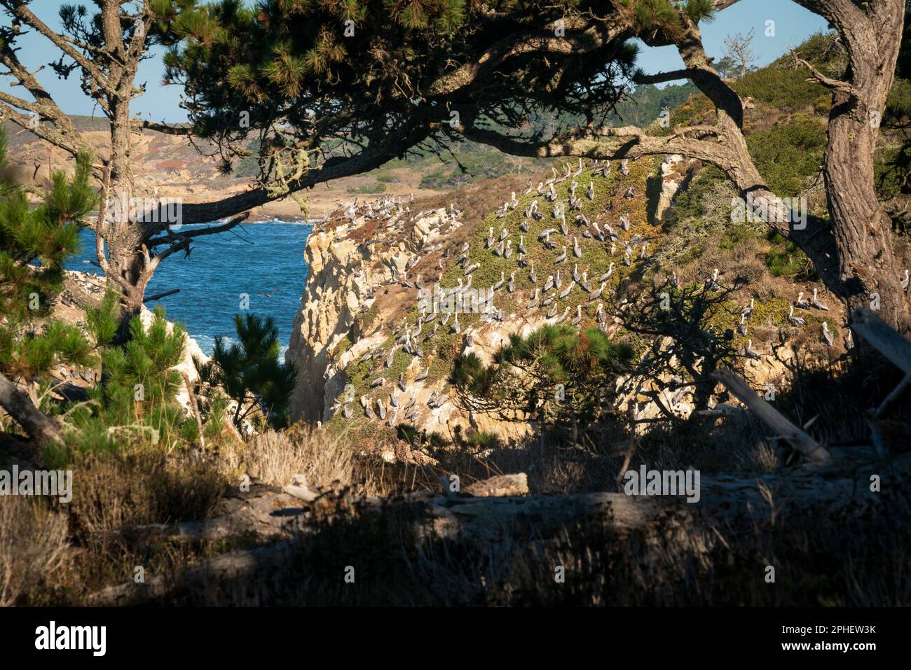 Panoramic of point lobos state natural reserve hi-res stock photography ...