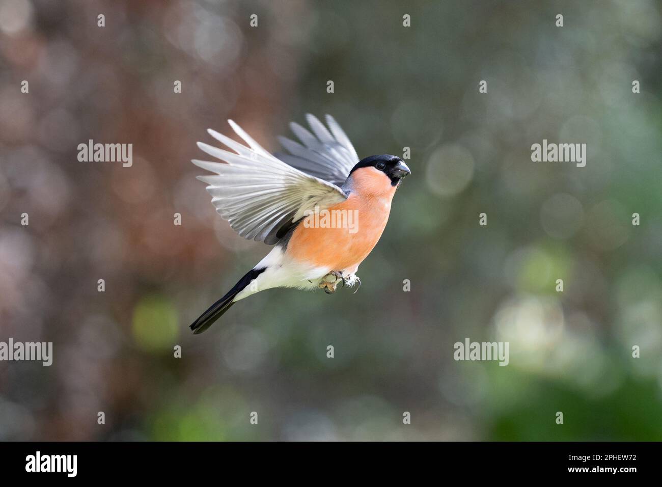 Male Eurasian Bullfinch (Pyrrhula pyrrhula) in flight with wings back ...