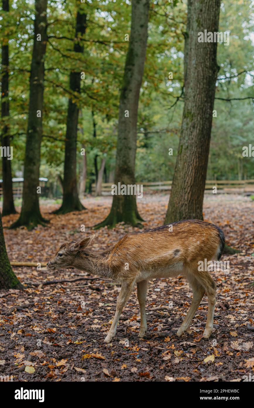 Female Red deer stag in Lush green fairytale growth concept foggy ...