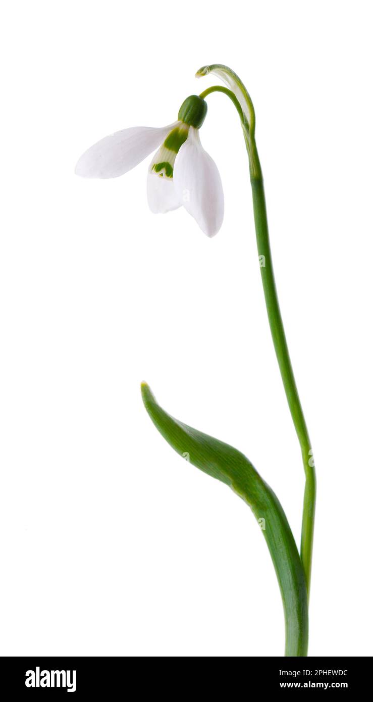 Snowdrop flowers isolated on white background. Beautiful spring flowers ...