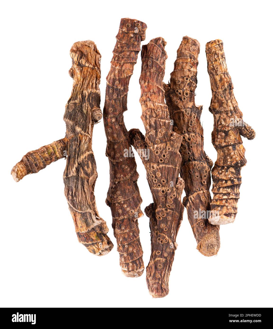 Calamus root isolated on white background. Sweet flag, sway or muskrat ...