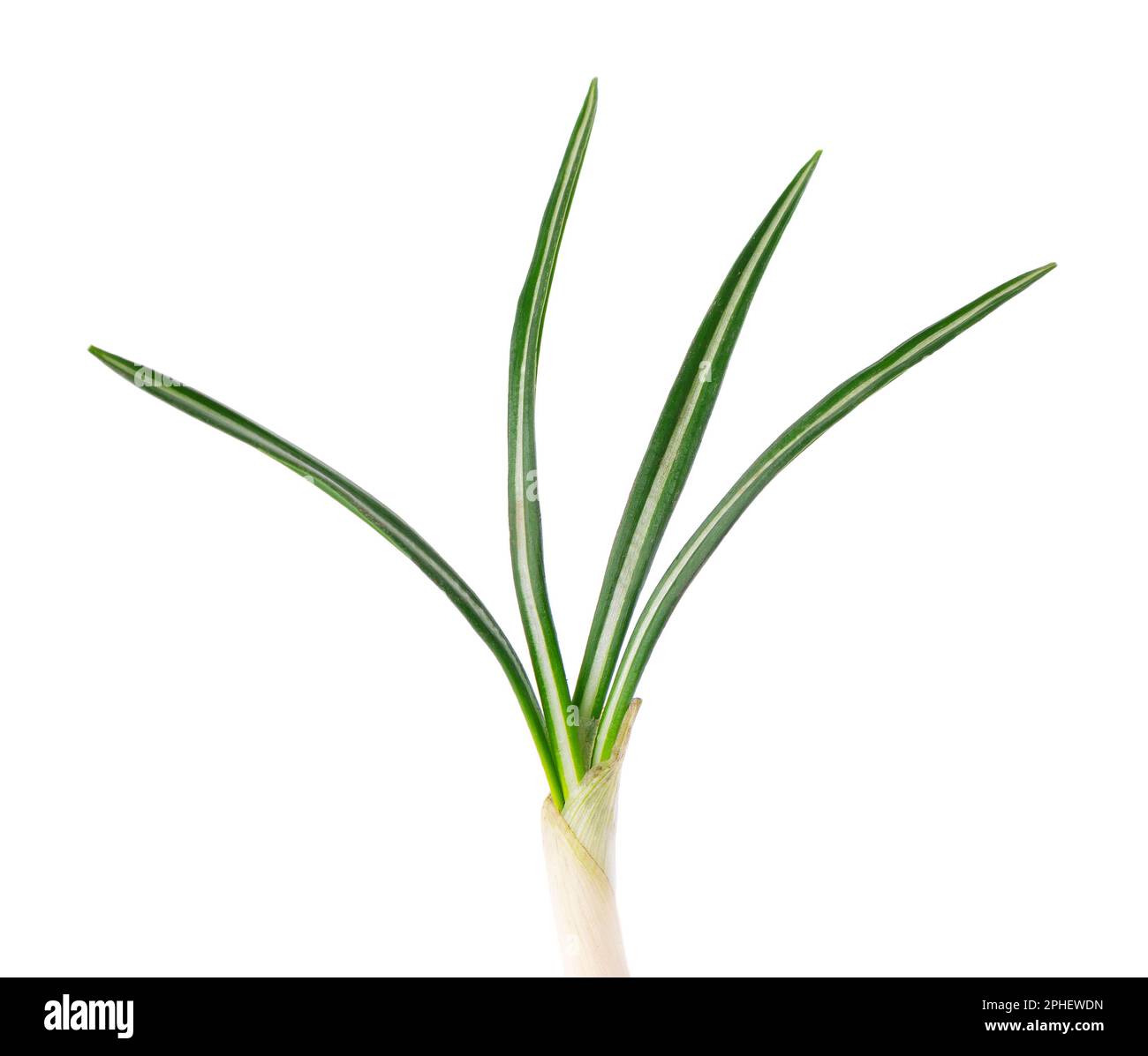 Crocus leaves isolated on white background. Clipping path Stock Photo ...