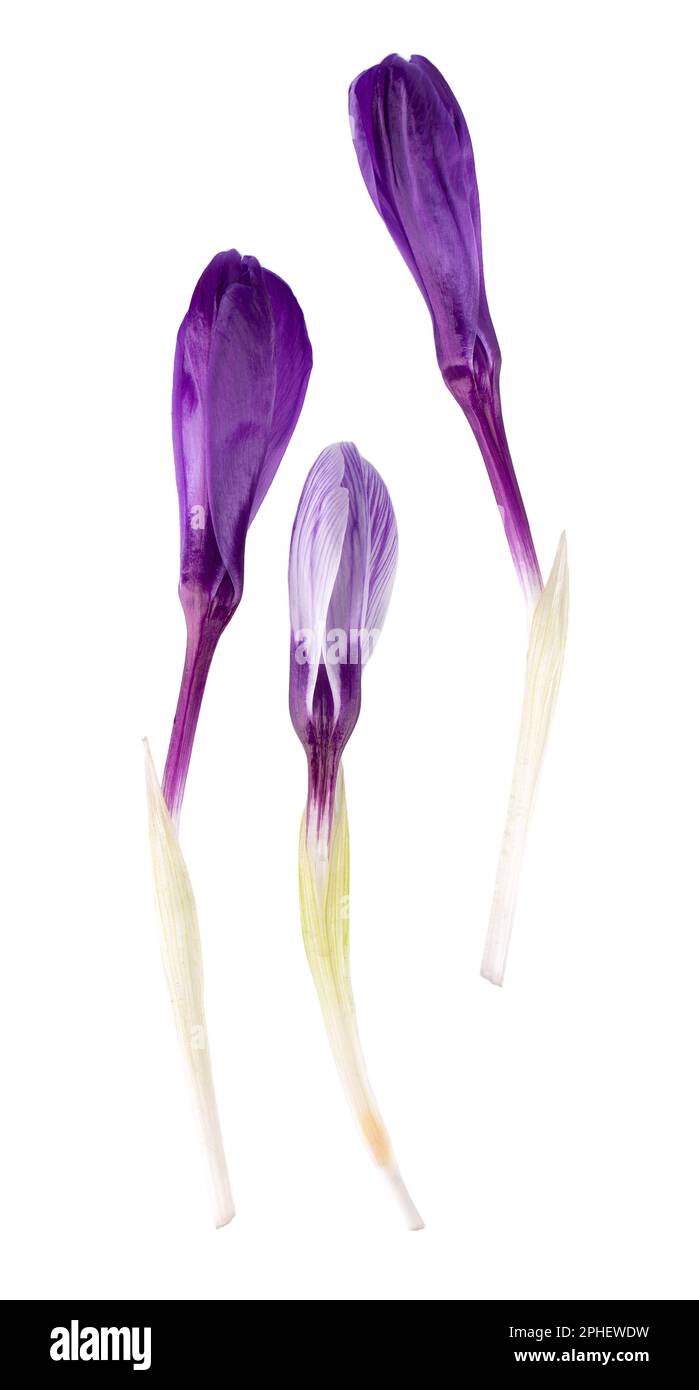 Crocus flower isolated on white background. Close up of saffron flower ...