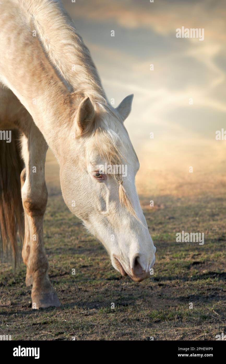Beautiful palomino horse head at sunset background, outdoor Stock Photo ...