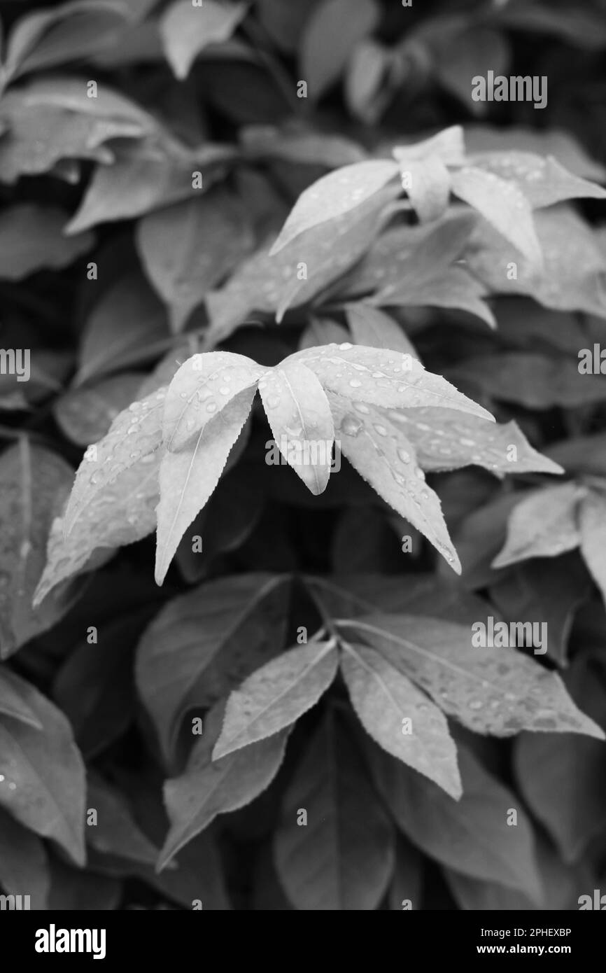 Leafy bush growing in the fields in a black and white monochrome Stock ...