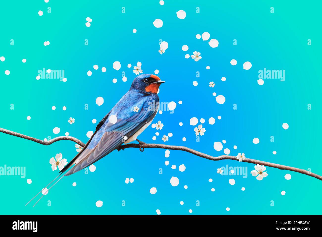 barn swallow on a wire among white falling flowers Stock Photo - Alamy