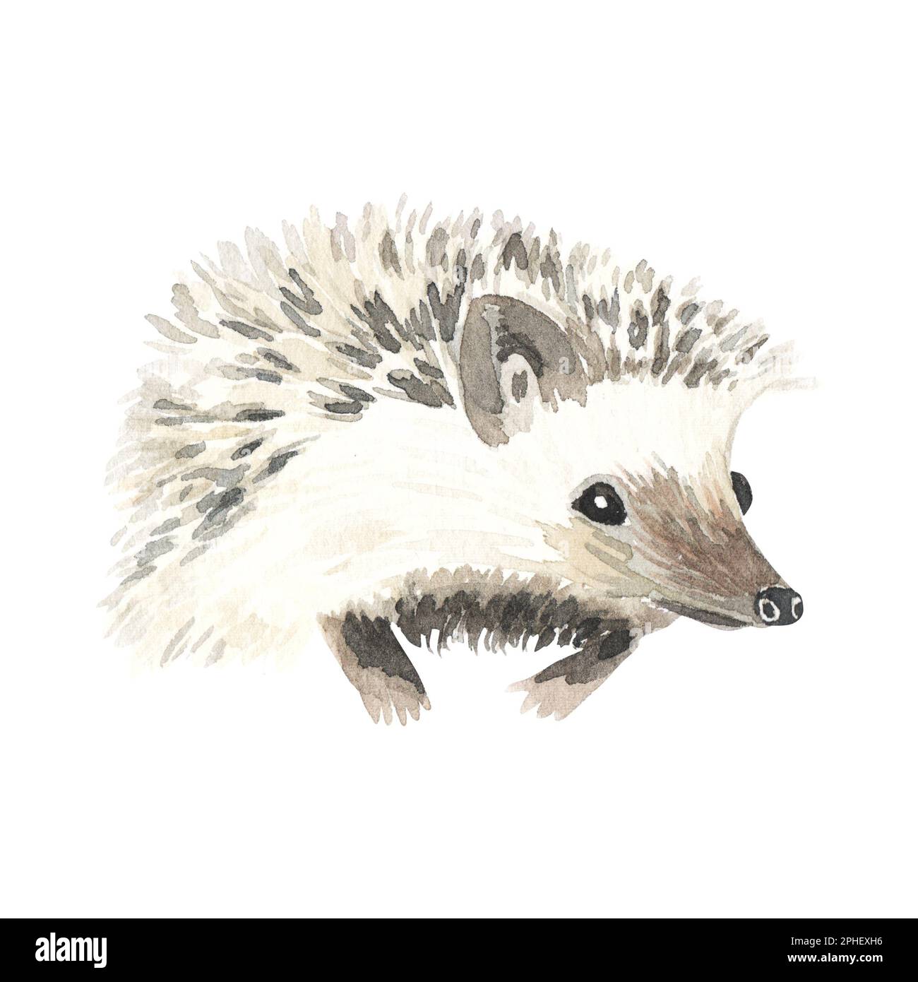 Watercolor hedgehog, Illustration on white background Stock Photo - Alamy