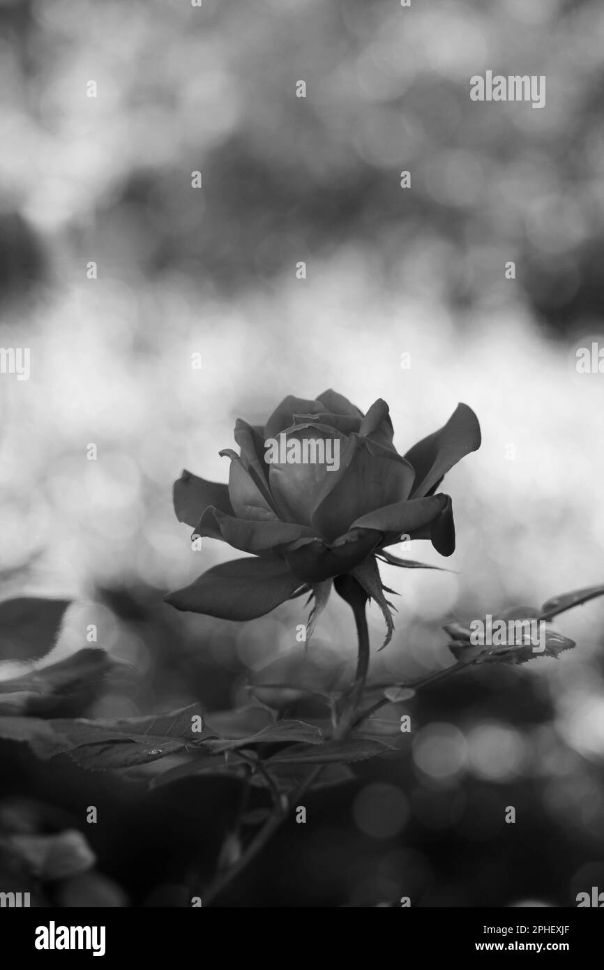 A single beautiful rose flower growing in the morning meadow in a black ...