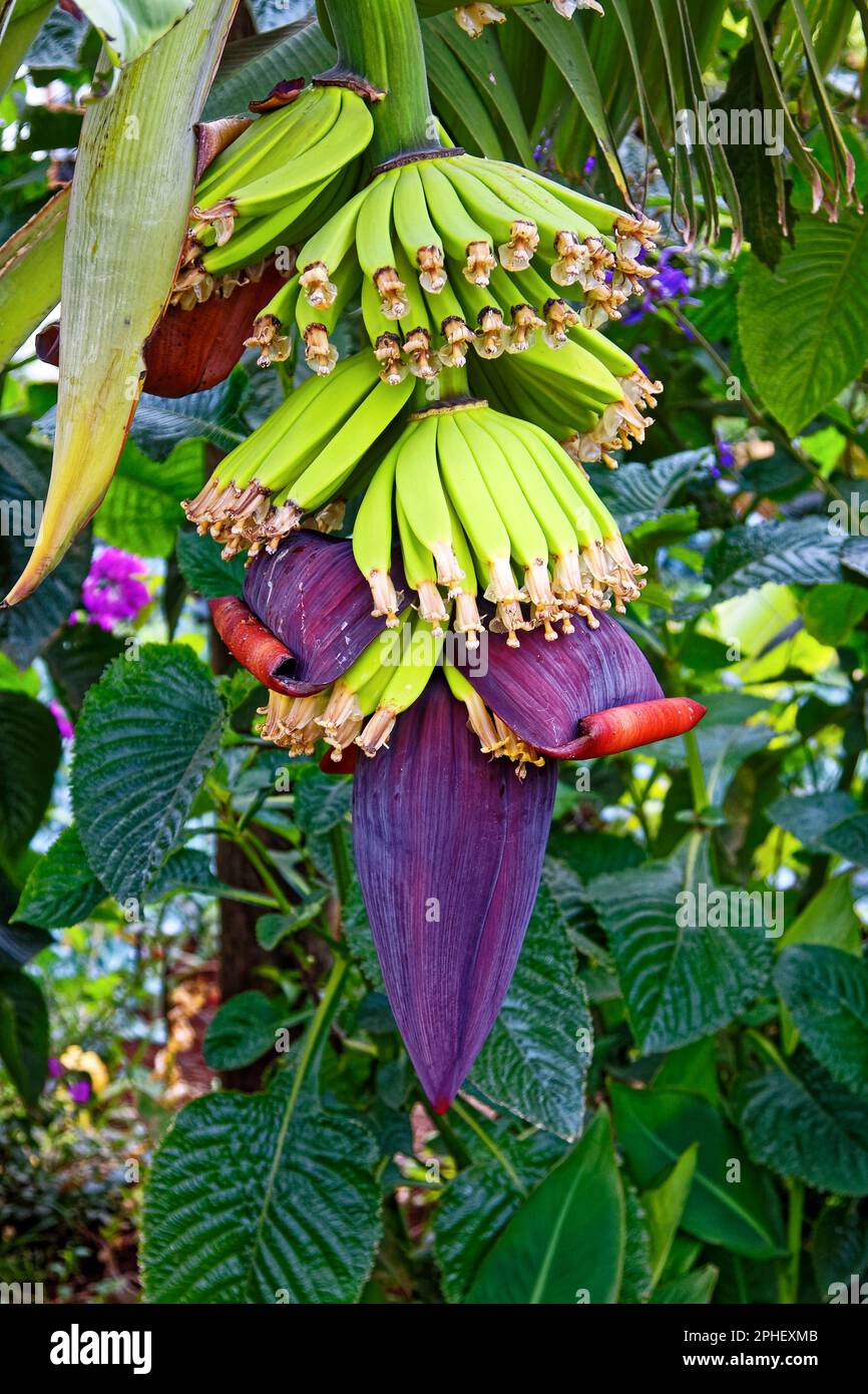 bananas growing, bunches, bright green, purple inflorescence, textured ...