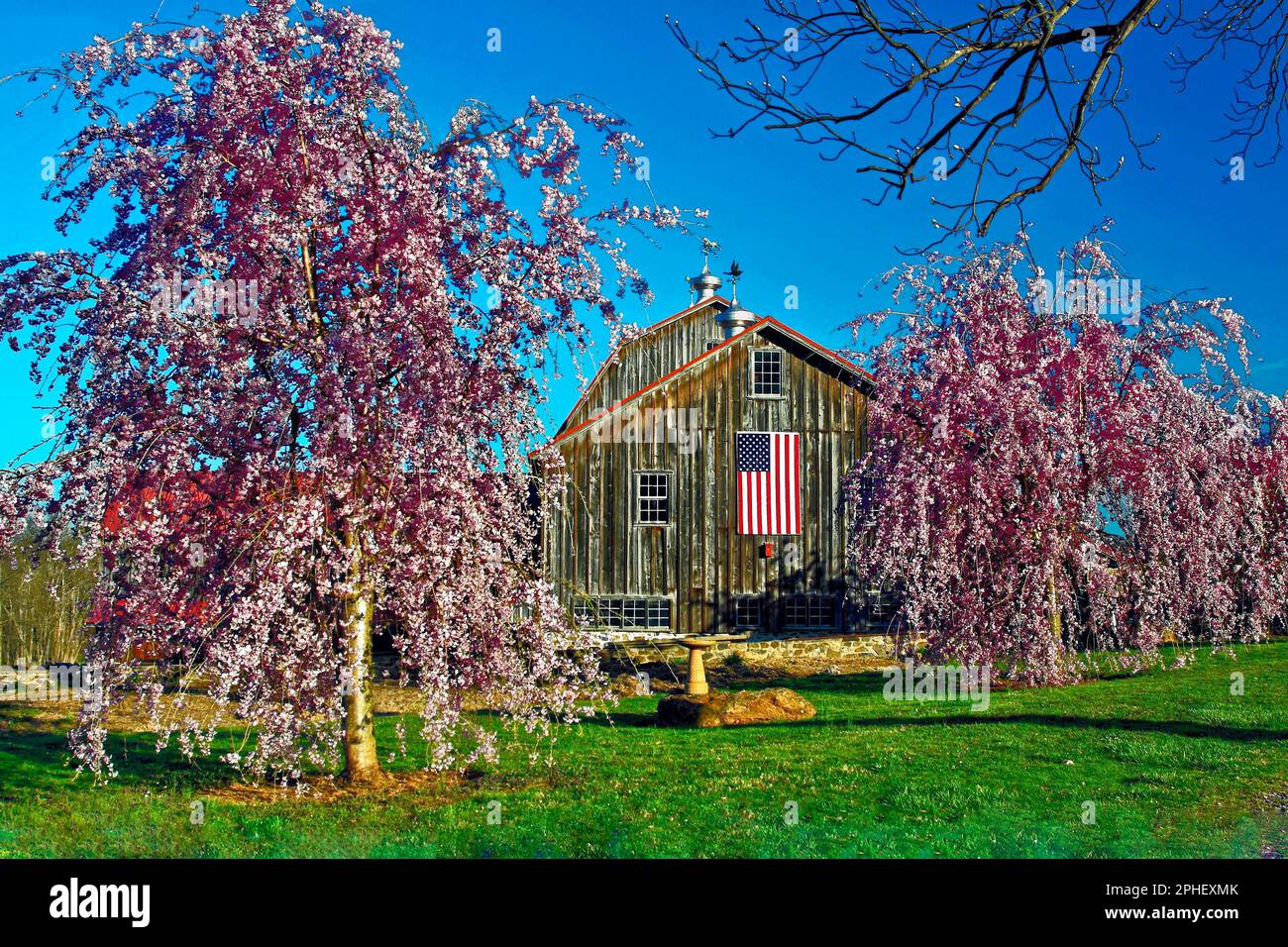 large brown barn; American flag hanging flat; pink cherry trees; 2 ...