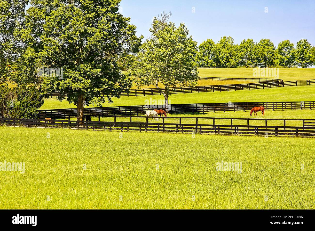 Horses grazing in bluegrass hi-res stock photography and images - Alamy