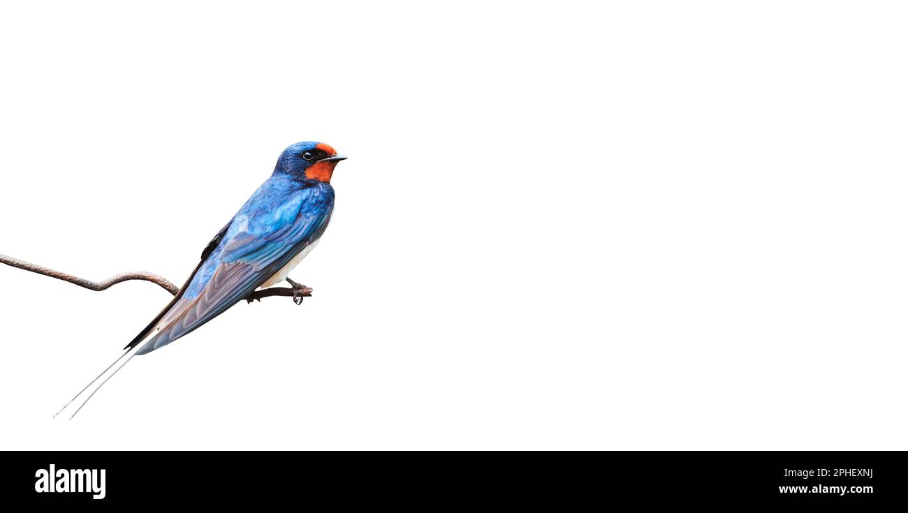 Wire and natural light Cut Out Stock Images & Pictures - Alamy