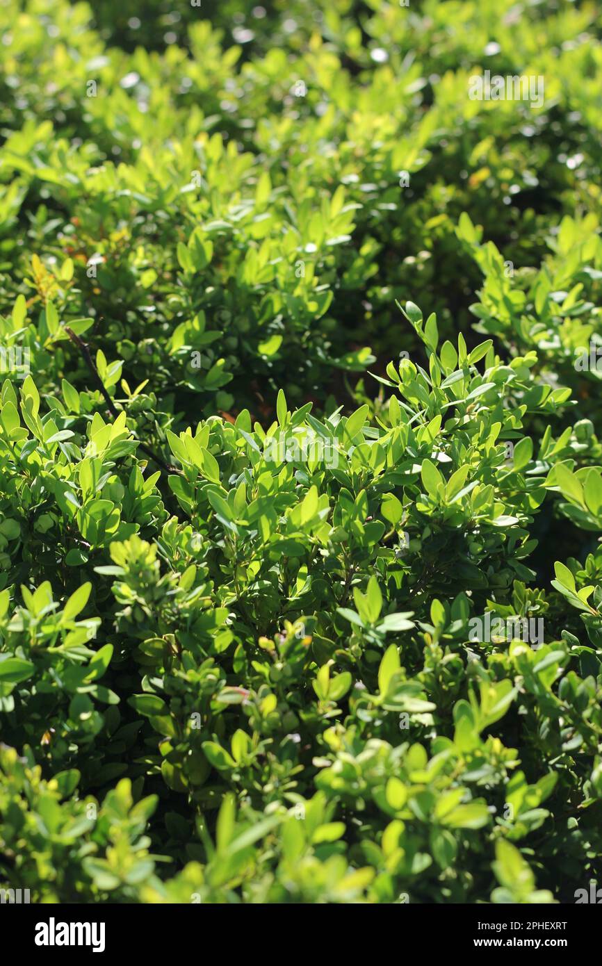 Bright green leafy plants growing in the sunny summer meadow Stock ...