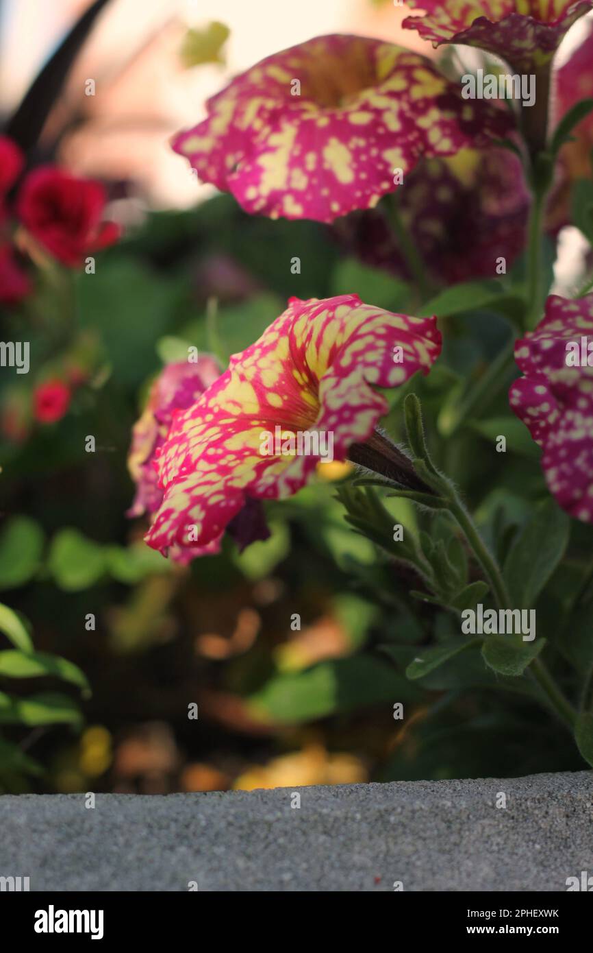 Pink and yellow geranium flowers growing in the sunny flower garden ...