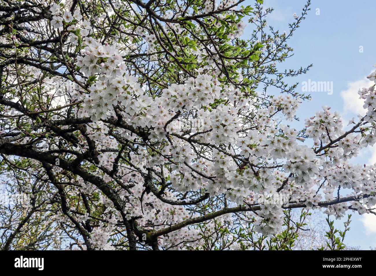 Green flag winners hi-res stock photography and images - Alamy