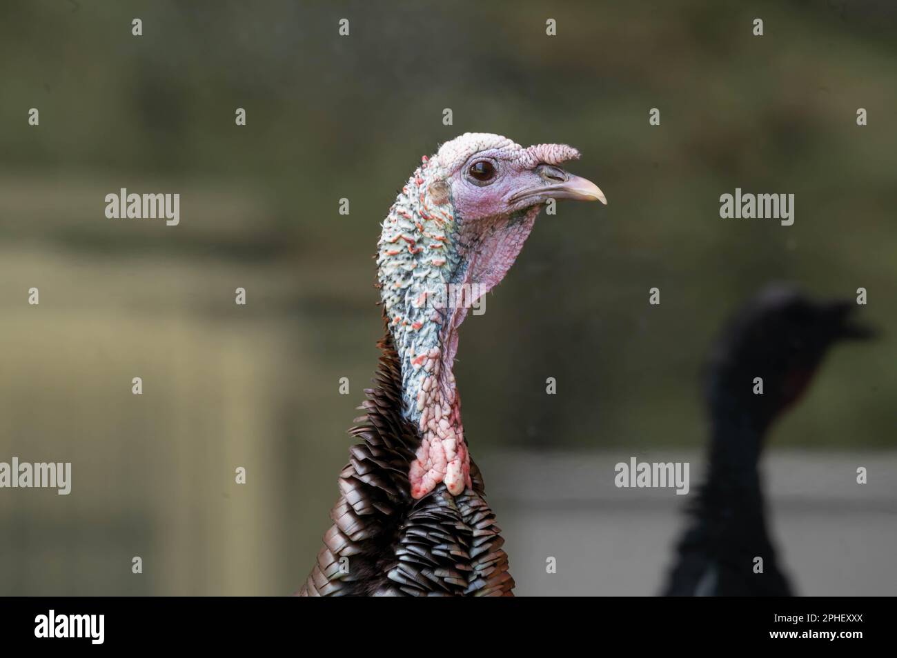 Shoulder stands hi-res stock photography and images - Alamy