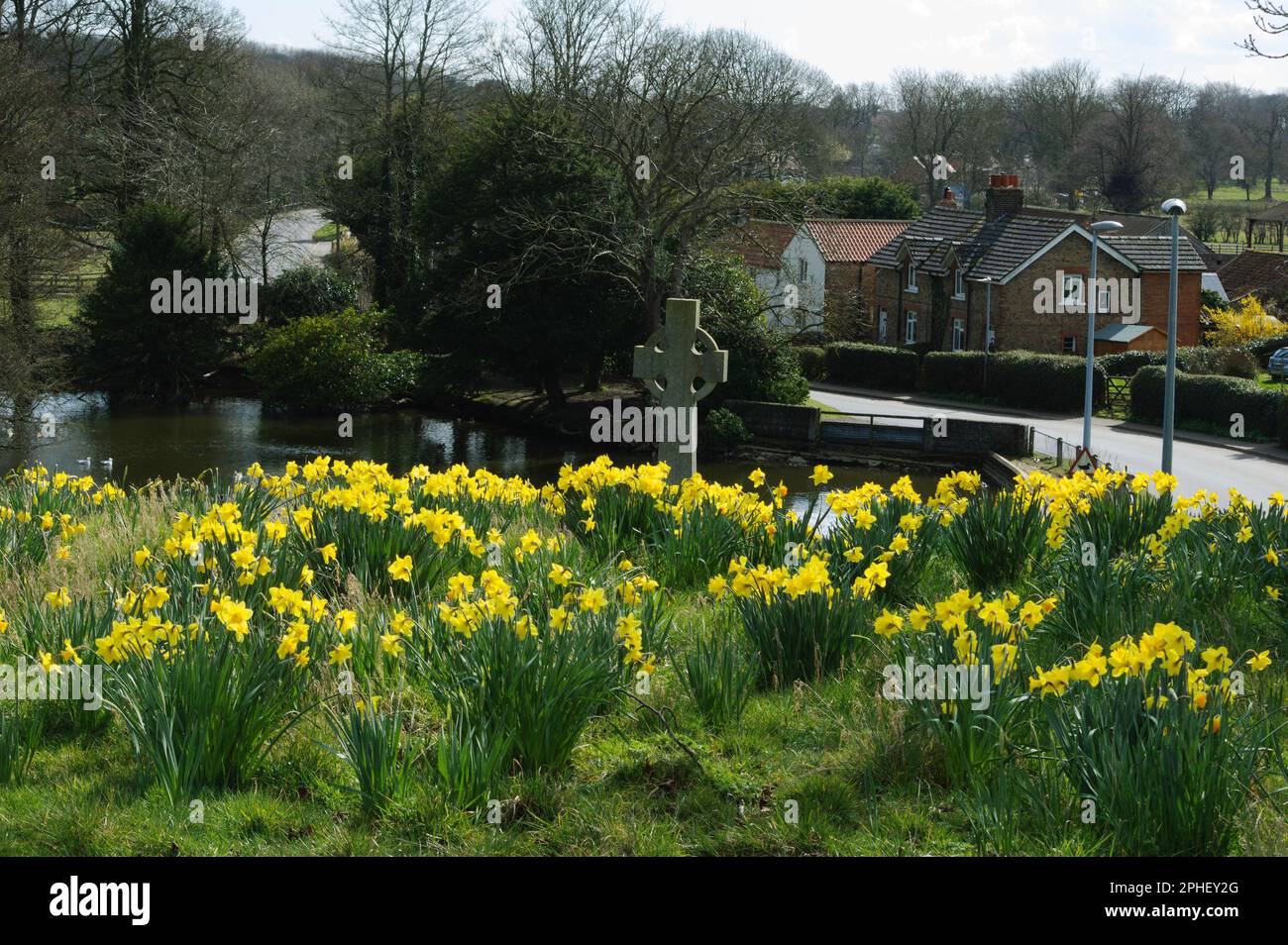 Daffodils Spring Burton Agnes Yorkshire UK Stock Photo - Alamy