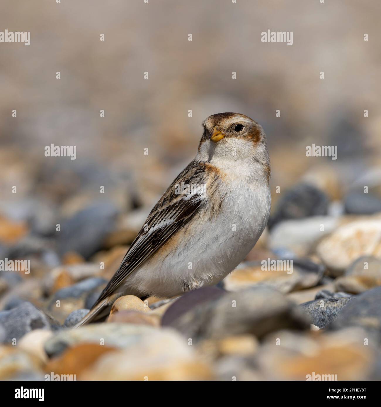 March snow 2023 hi-res stock photography and images - Alamy