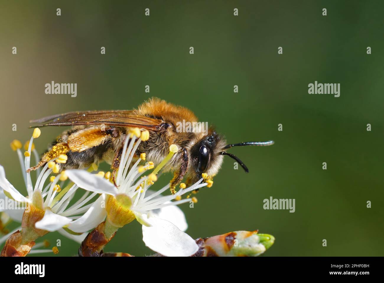 Natural closeup on a female grey-gastered mining bee, Andrena tibialis ...