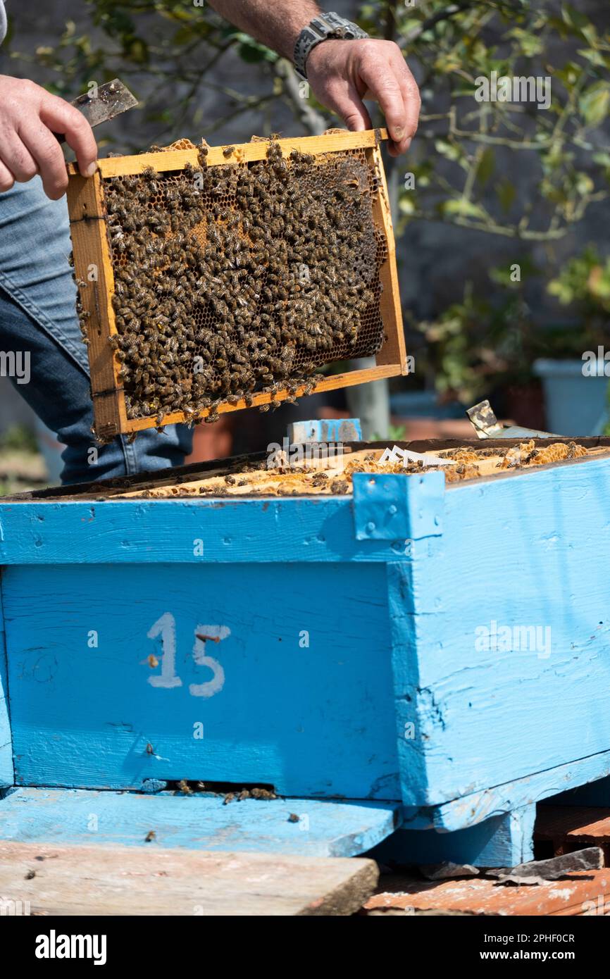 Bee keeper is controlling the bee box Stock Photo - Alamy