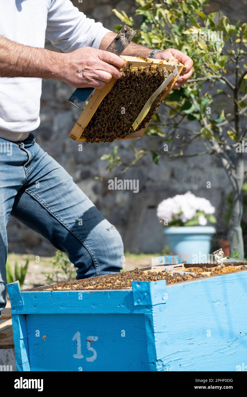 Bee keeper and pollination hi-res stock photography and images - Alamy