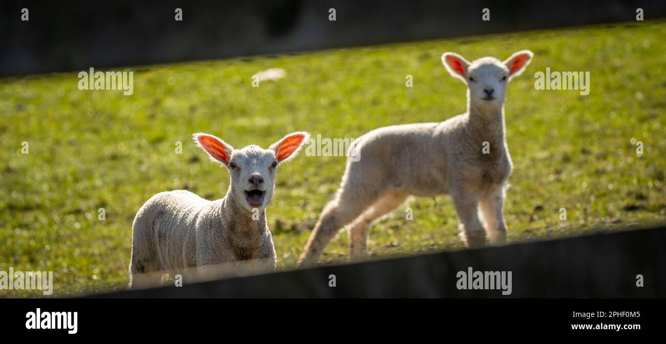 Oxton, UK. 27th Mar, 2023. Oxton., Scottish Borders, Scotland. Weather ...