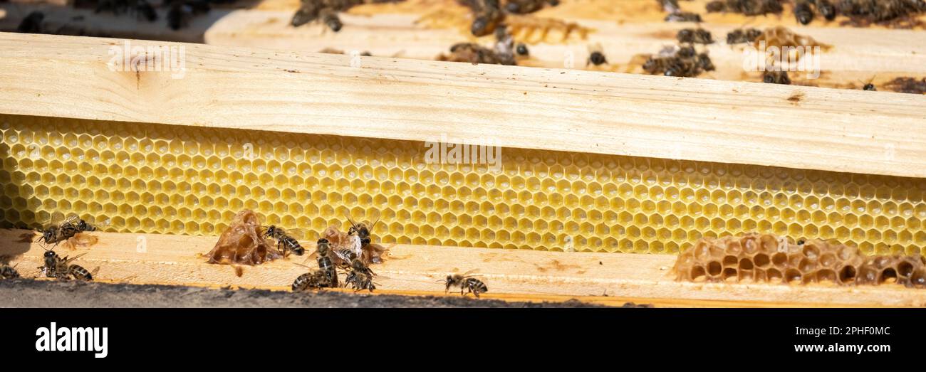 Bee boxes with honey bees, pollination concept, agriculture Stock Photo ...