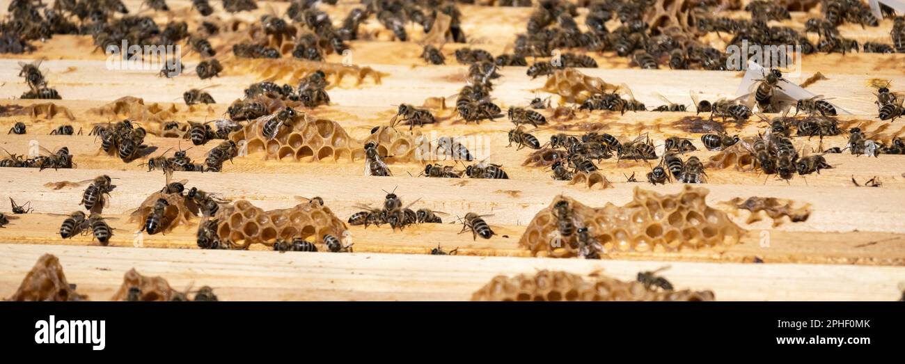 Bee boxes with honey bees, pollination concept, agriculture Stock Photo ...