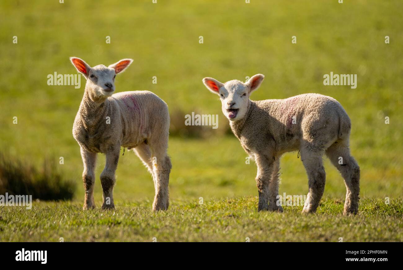 Oxton, UK. 27th Mar, 2023. Oxton., Scottish Borders, Scotland. Weather ...