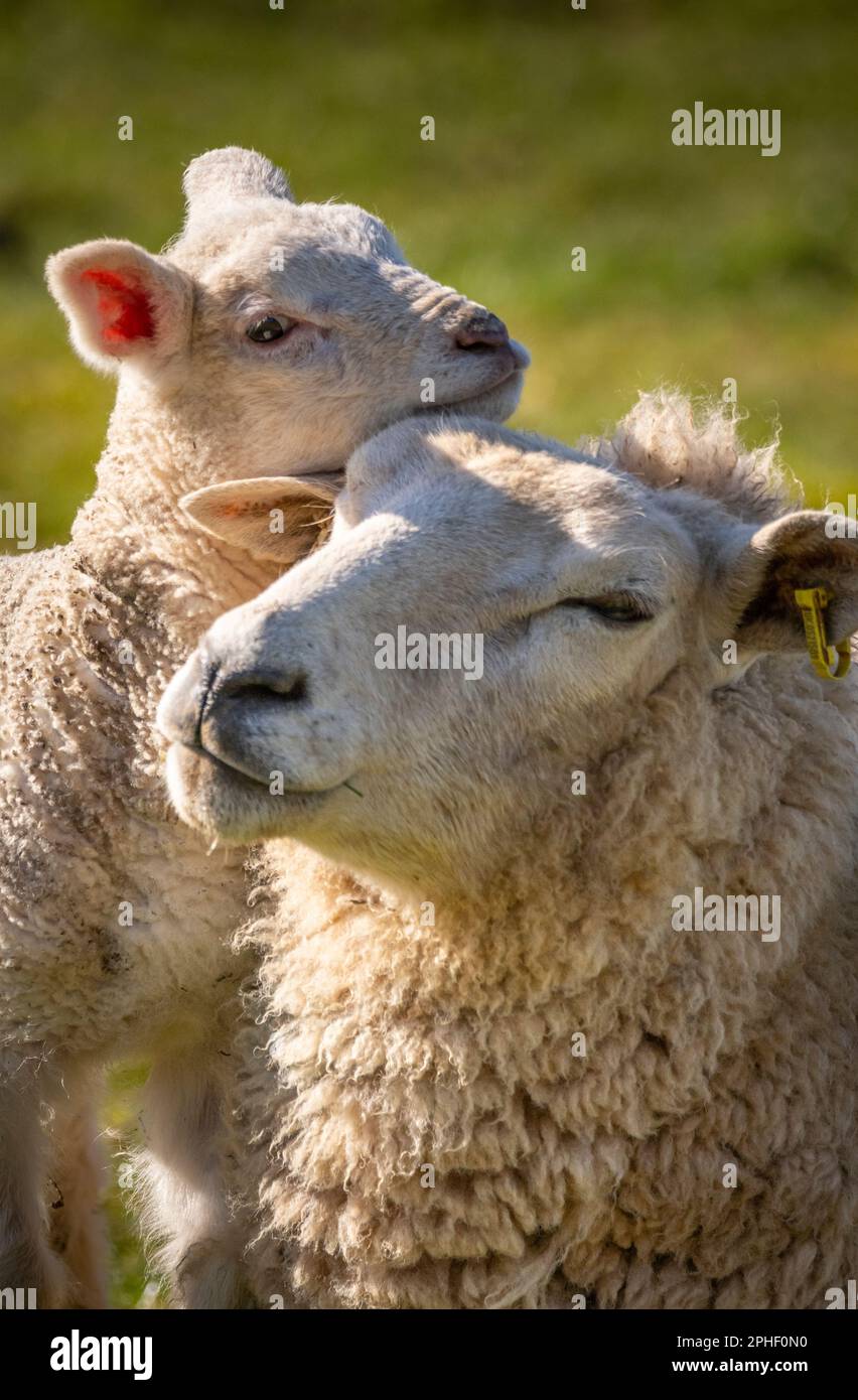 Oxton, UK. 27th Mar, 2023. Oxton., Scottish Borders, Scotland. Weather ...