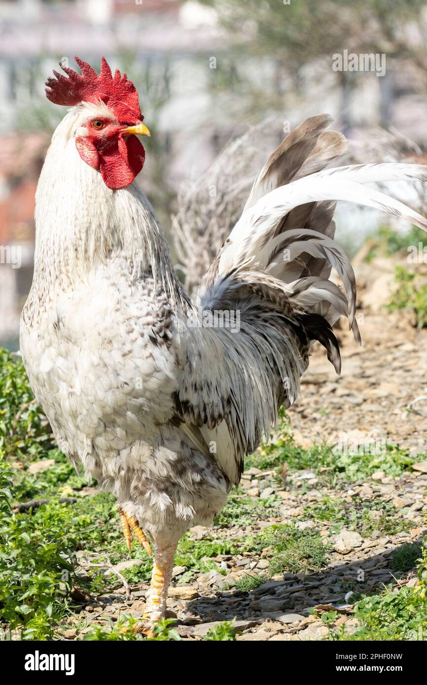 Poultry farm, gray rooster in the farm, livestock concept Stock Photo ...