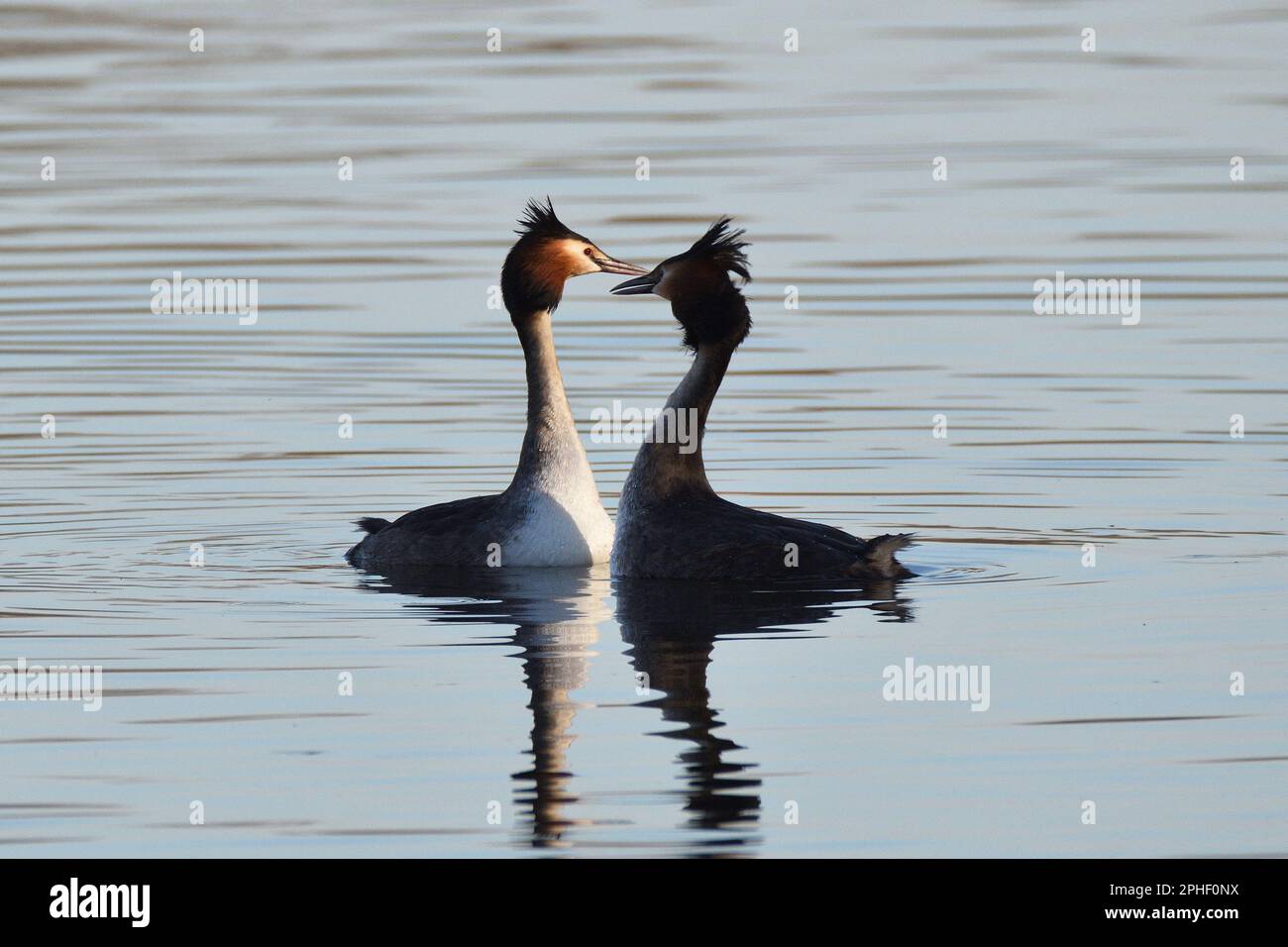Great Crested Grebes doing a courtship display on a lake. Hertfordshire ...