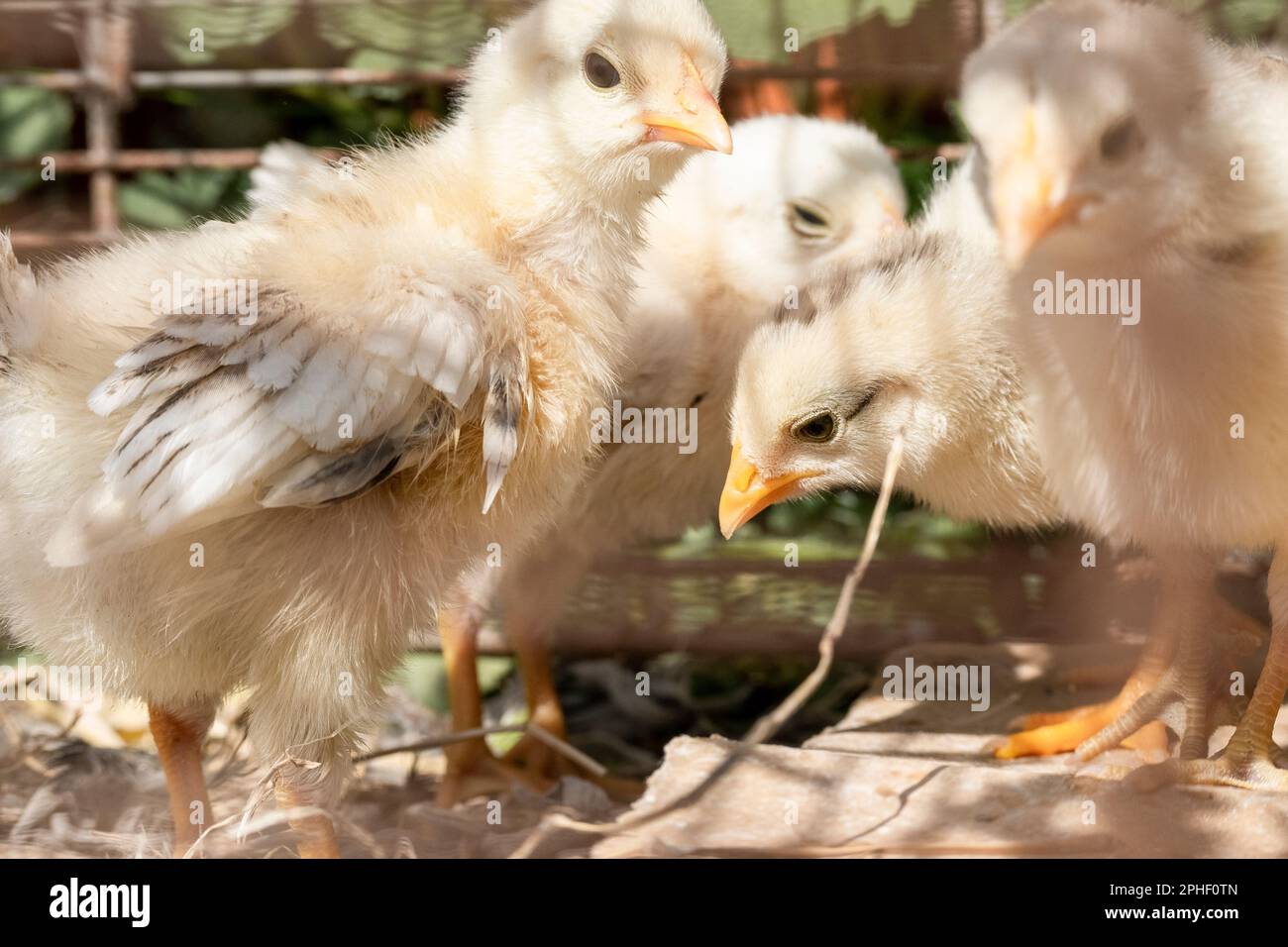 Small chicks free in the farm, domestic birds Stock Photo - Alamy