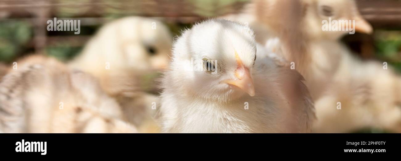 Rooster in domestic incubator hi-res stock photography and images - Alamy