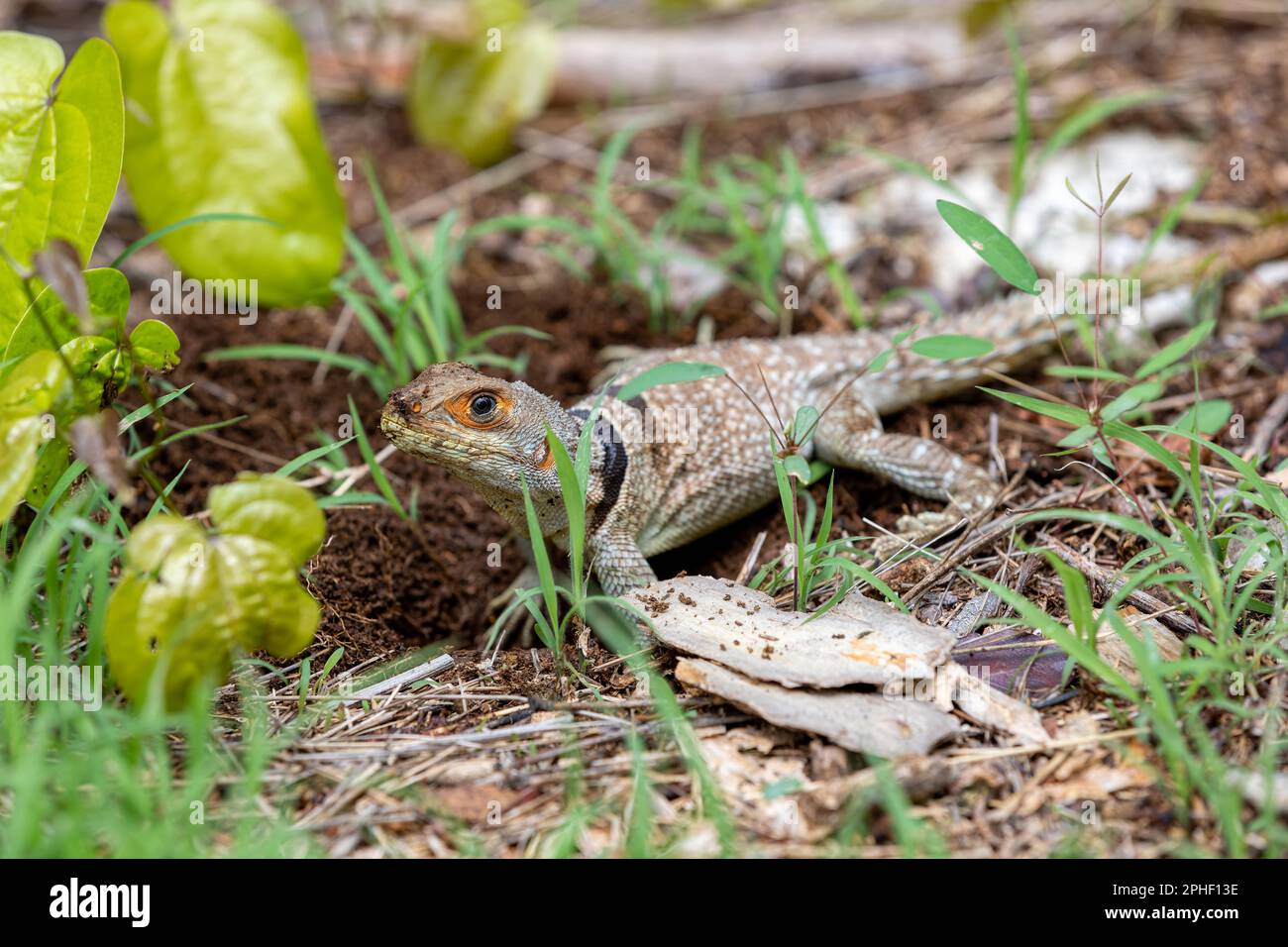 Cuvier's Madagascar swift (Oplurus cuvieri), knows as Madagascan ...