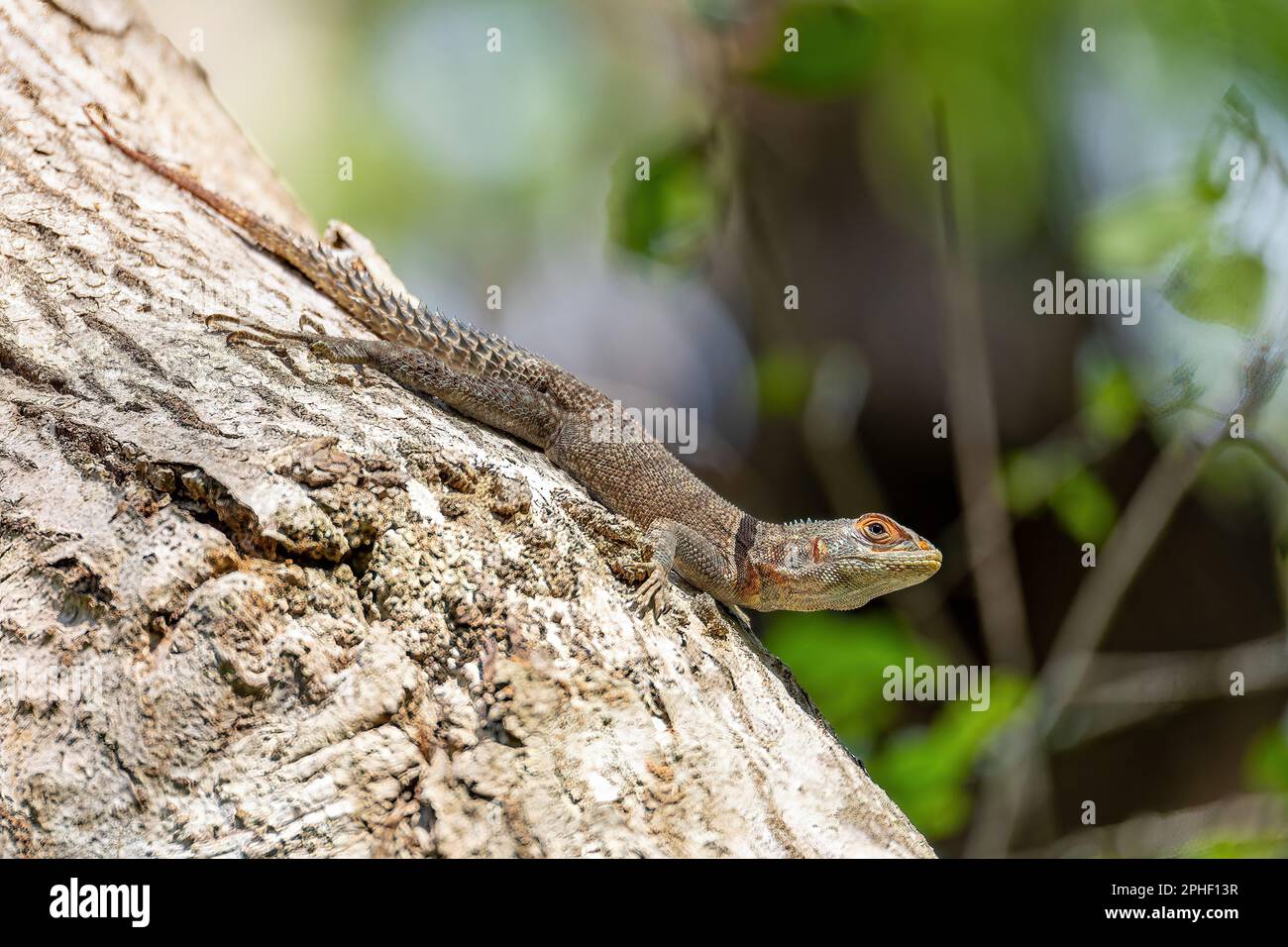 Cuvier's Madagascar swift (Oplurus cuvieri), knows as Madagascan ...
