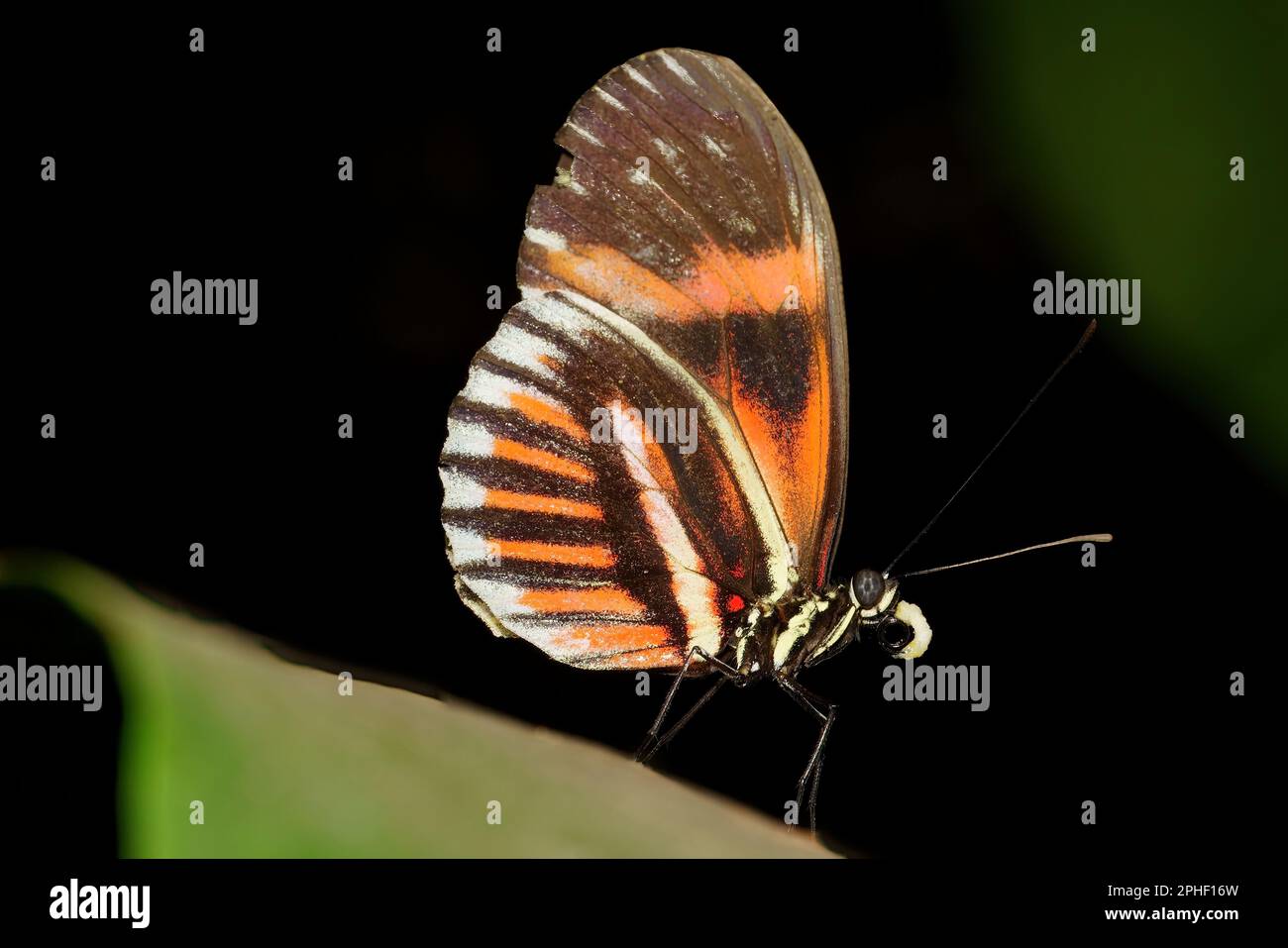 Banded Orange Heliconian Butterfly Stock Photo - Alamy