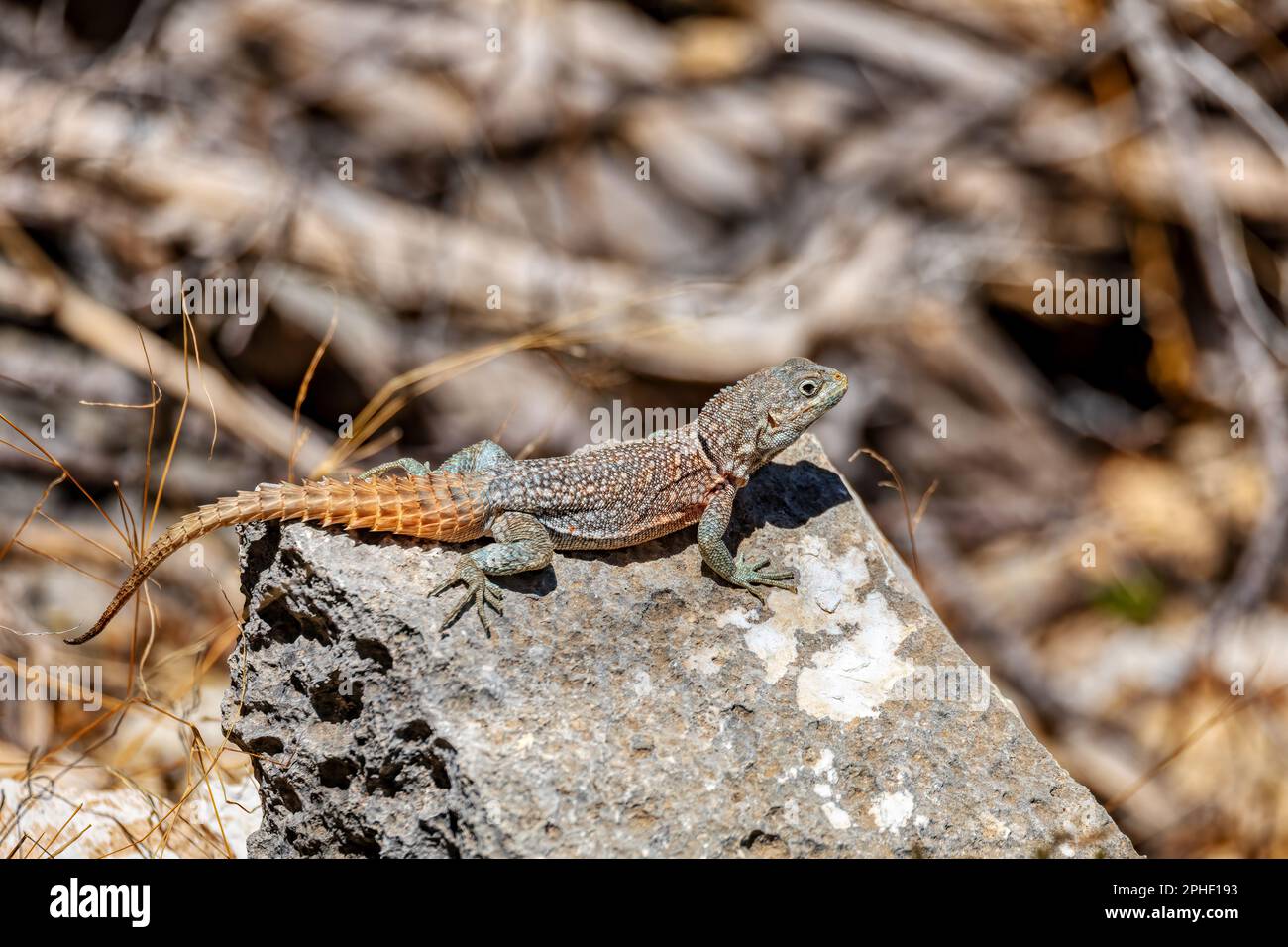 Oplurus cyclurus, also known commonly as the Madagascar swift and ...
