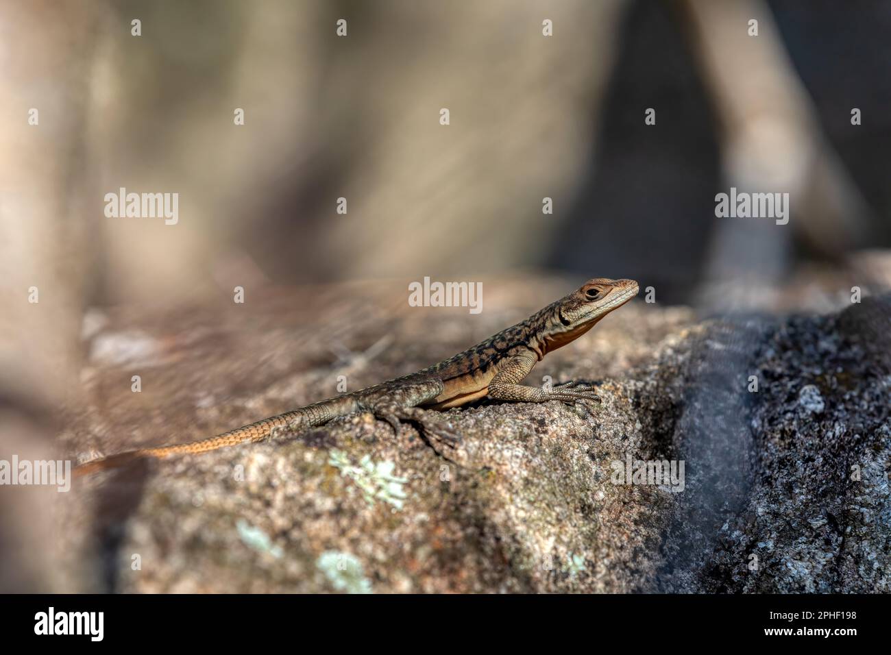 Grandidier's Madagascar swift (Oplurus grandidieri), endemicspecies of ...